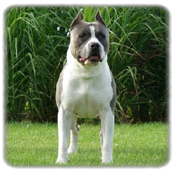 Accueil - Elevage du Domaine de Ferôge - eleveur de chiens American ...